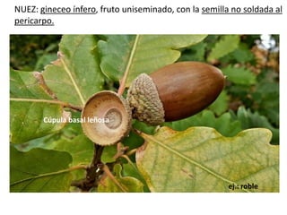 15.MORFOLOGÌA DEL FRUTO .pdf
