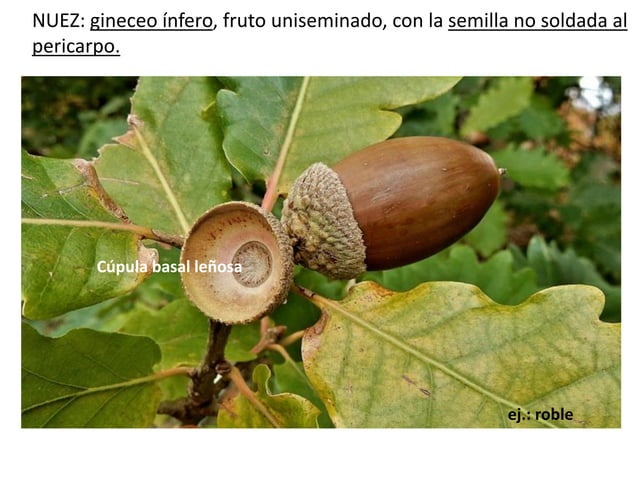 15.MORFOLOGÌA DEL FRUTO .pdf