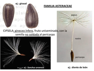 15.MORFOLOGÌA DEL FRUTO .pdf