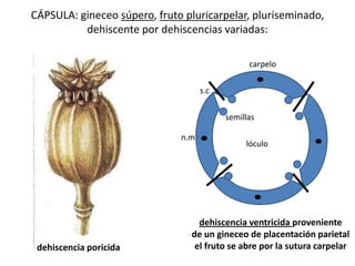 15.MORFOLOGÌA DEL FRUTO .pdf