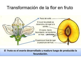 15.MORFOLOGÌA DEL FRUTO .pdf