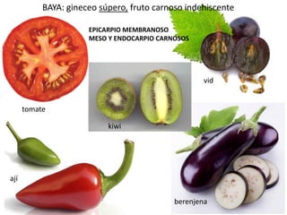 15.MORFOLOGÌA DEL FRUTO .pdf
