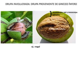 15.MORFOLOGÌA DEL FRUTO .pdf