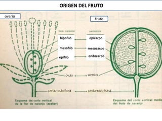 15.MORFOLOGÌA DEL FRUTO .pdf
