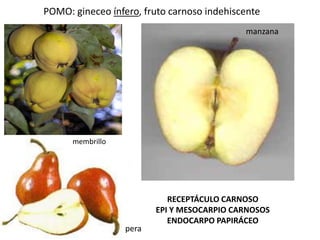 15.MORFOLOGÌA DEL FRUTO .pdf