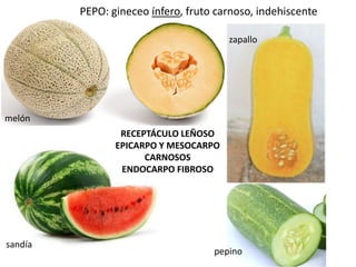 15.MORFOLOGÌA DEL FRUTO .pdf