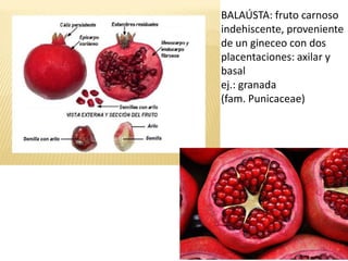 15.MORFOLOGÌA DEL FRUTO .pdf