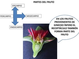 15.MORFOLOGÌA DEL FRUTO .pdf