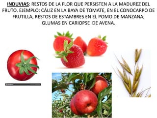 15.MORFOLOGÌA DEL FRUTO .pdf