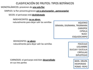 15.MORFOLOGÌA DEL FRUTO .pdf