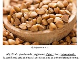 15.MORFOLOGÌA DEL FRUTO .pdf