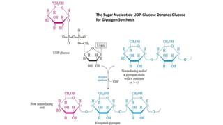 15.Glycogenesis.pptx