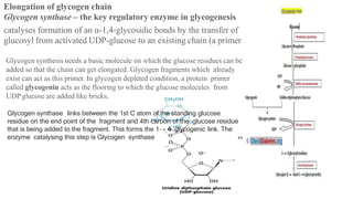 15.Glycogenesis.pptx