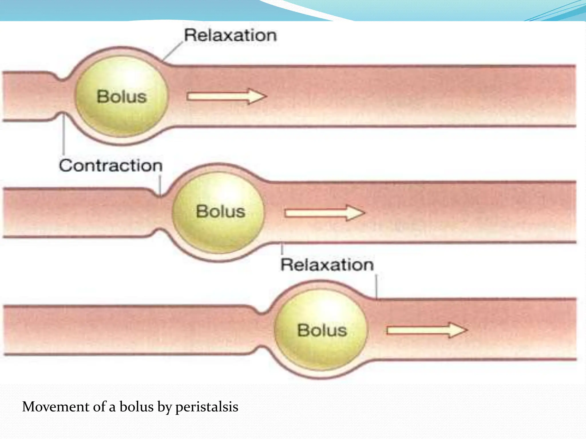 15. Gastrointestinhgvghgghhyal tract.pptx
