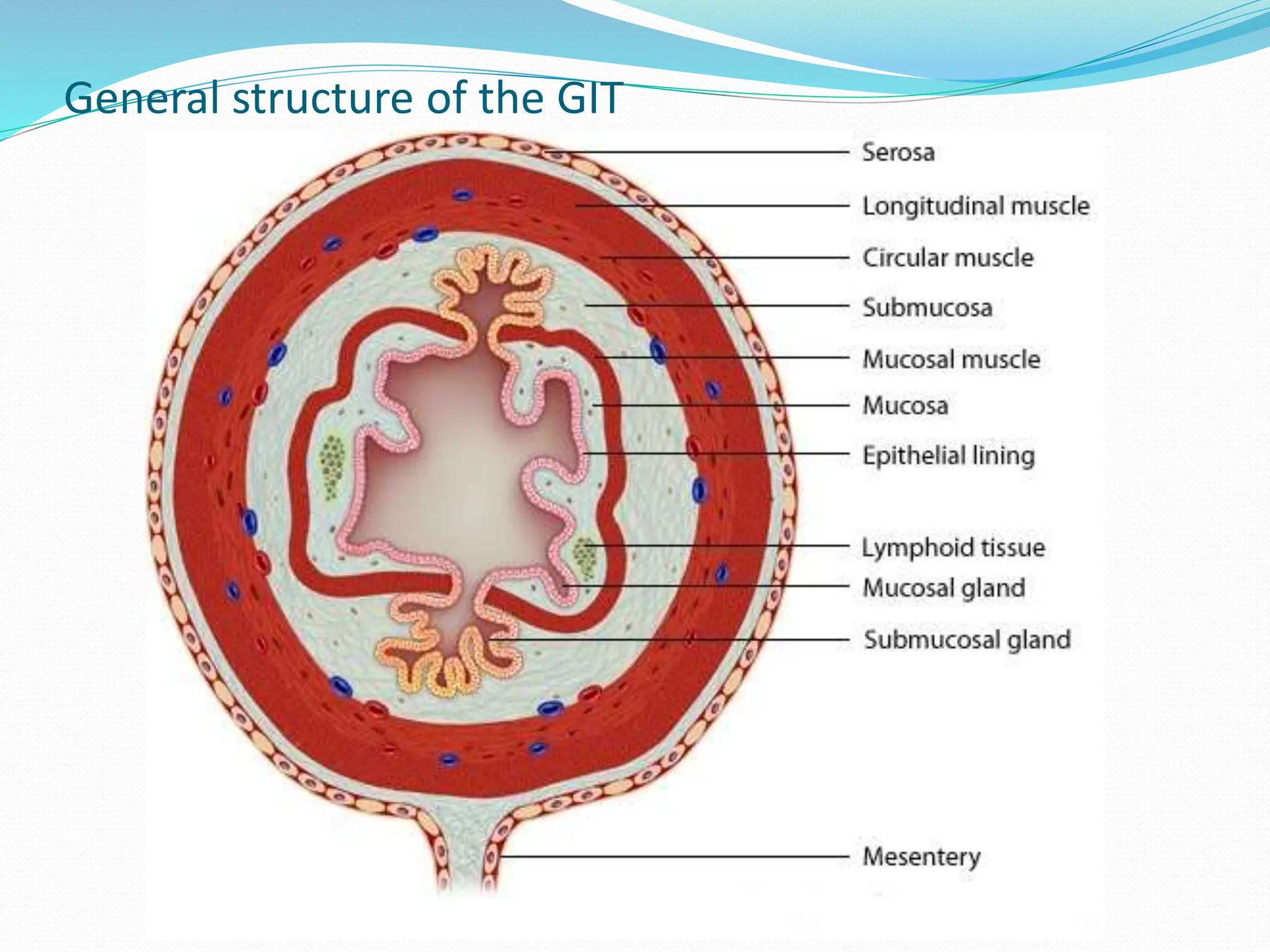 15. Gastrointestinhgvghgghhyal tract.pptx