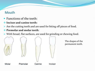 15. Gastrointestinhgvghgghhyal tract.pptx