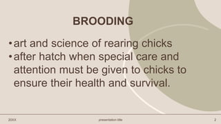 15. BROODING-CHICKS-MANAGEMENT-Organic-Agri.pptx