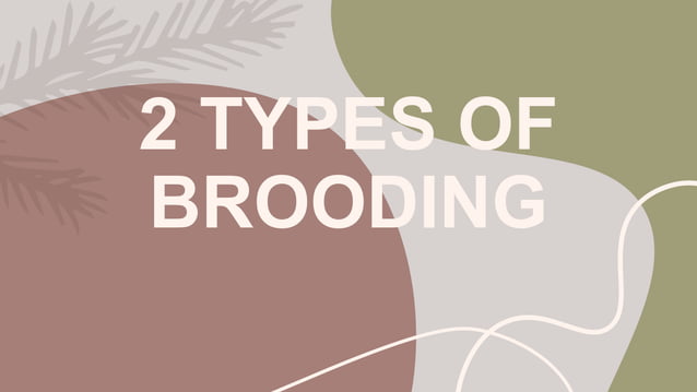 15. BROODING-CHICKS-MANAGEMENT-Organic-Agri.pptx