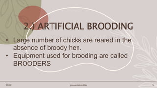 15. BROODING-CHICKS-MANAGEMENT-Organic-Agri.pptx