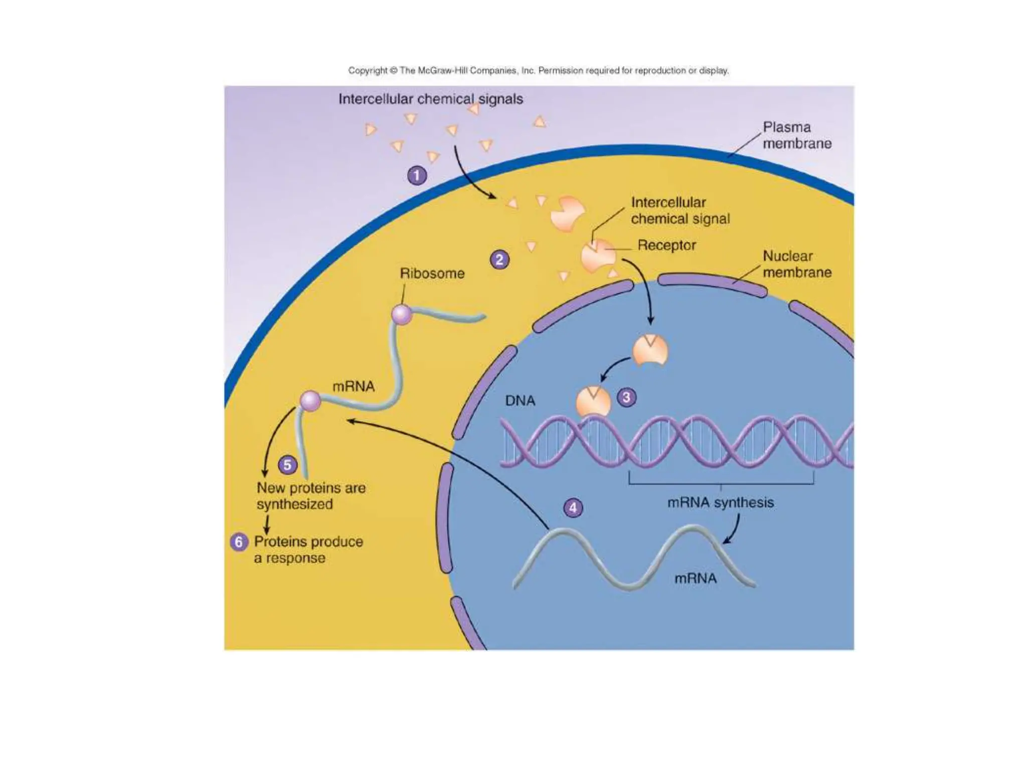 15. physiology of Endocrine system [hormones]. ppt | PPT