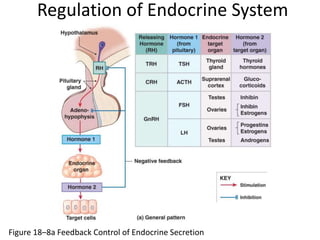 15. physiology of Endocrine system [hormones]. ppt | PPT