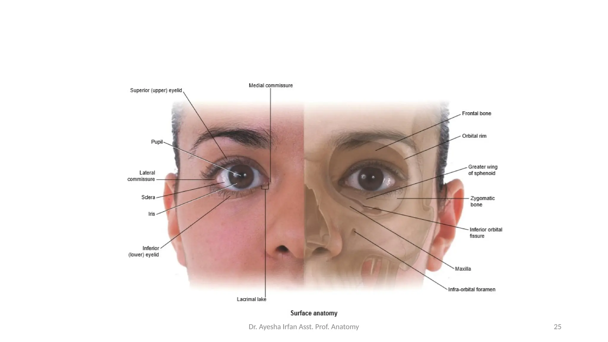 Gross Anatomy of Orbit & EyeBy Dr. Ayesha Irfan MBBS, FCPS(Anatomy ...