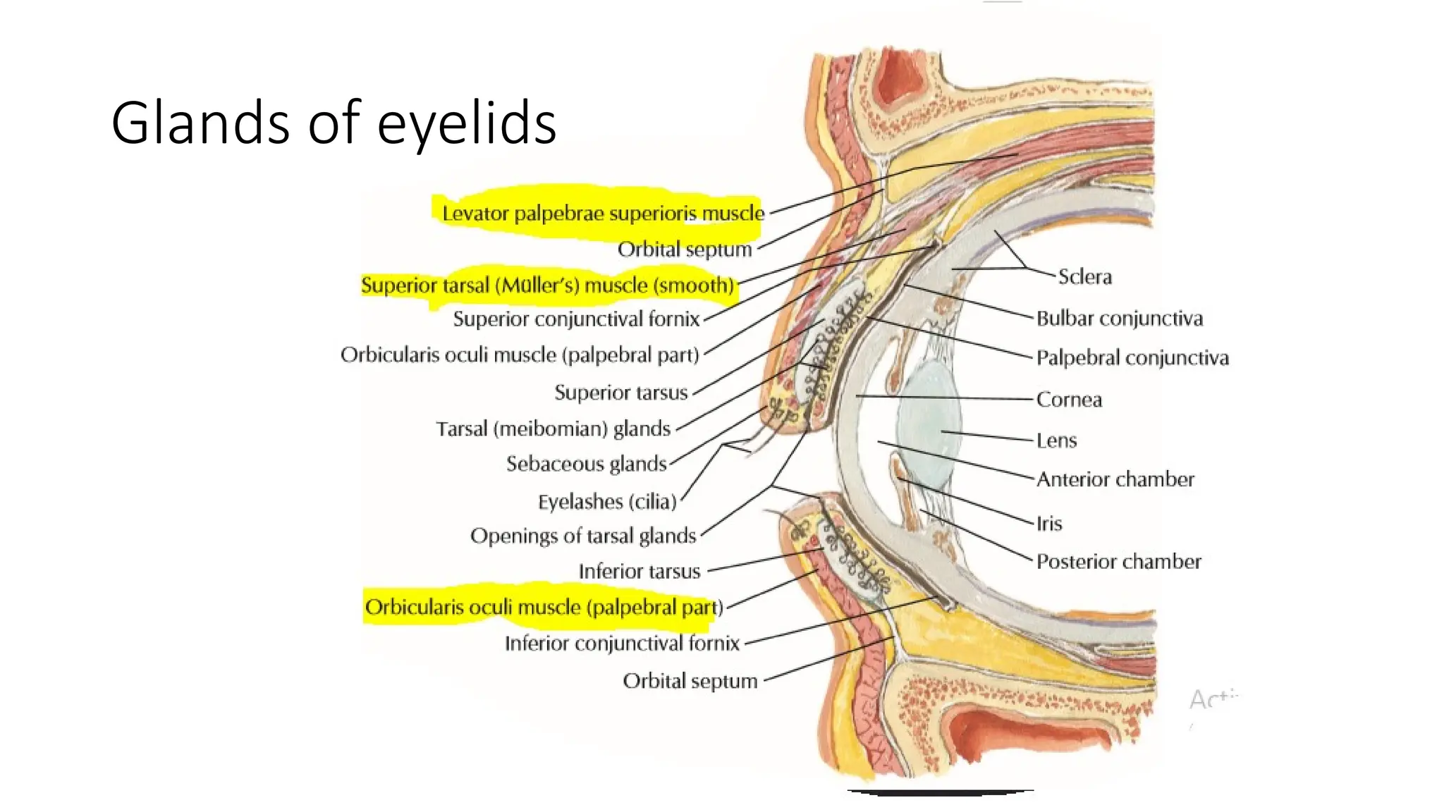 Gross Anatomy of Orbit & EyeBy Dr. Ayesha Irfan MBBS, FCPS(Anatomy ...