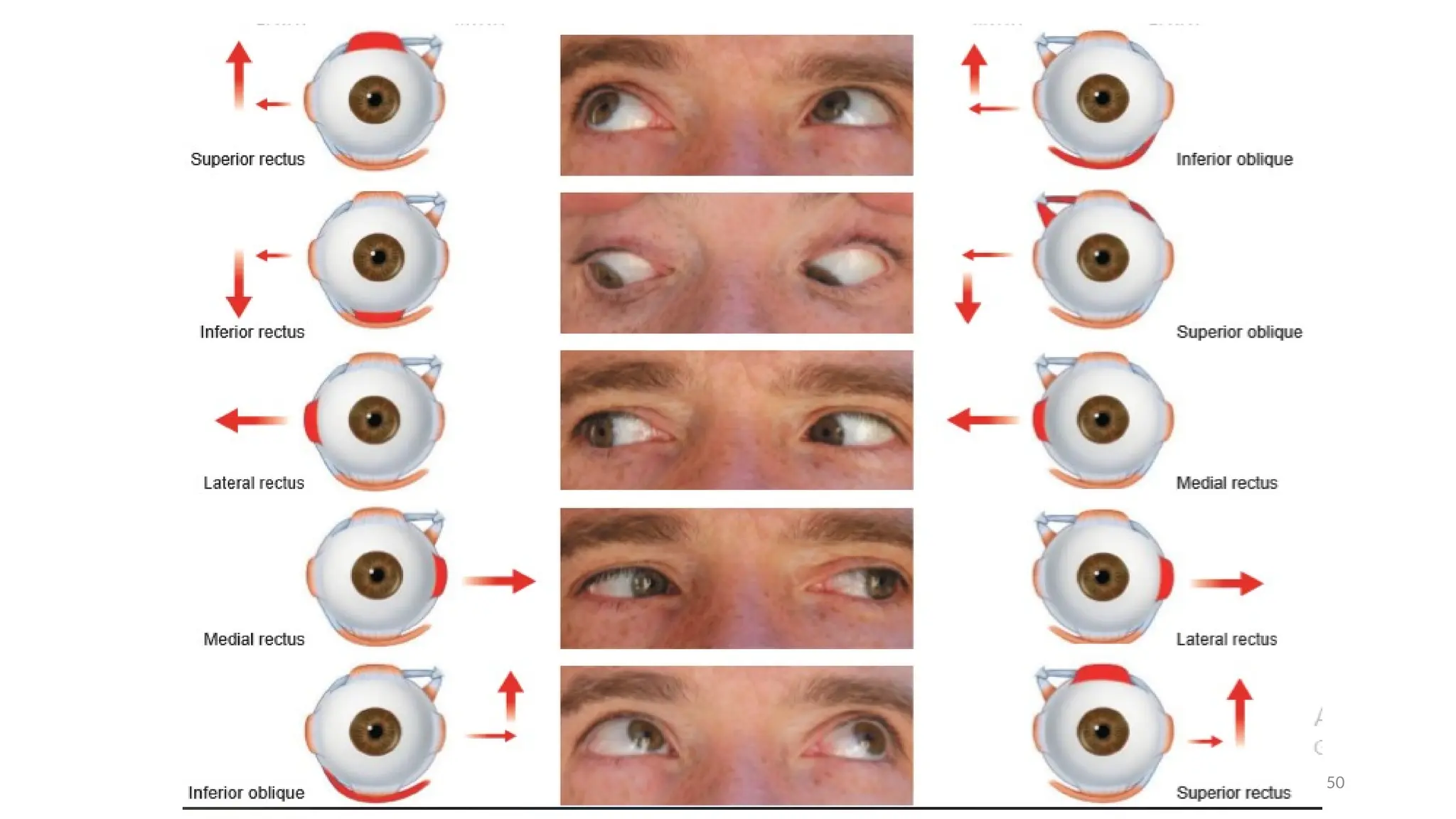 Gross Anatomy of Orbit & EyeBy Dr. Ayesha Irfan MBBS, FCPS(Anatomy ...