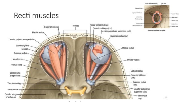 Gross Anatomy of Orbit & EyeBy Dr. Ayesha Irfan MBBS, FCPS(Anatomy ...