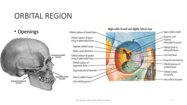 Gross Anatomy of Orbit & EyeBy Dr. Ayesha Irfan MBBS, FCPS(Anatomy ...