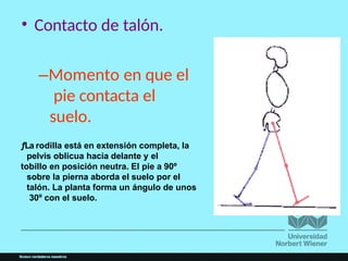 15.-_ANATOMIA_FUNCIONAL_MARCHA-convertido (1).pptx