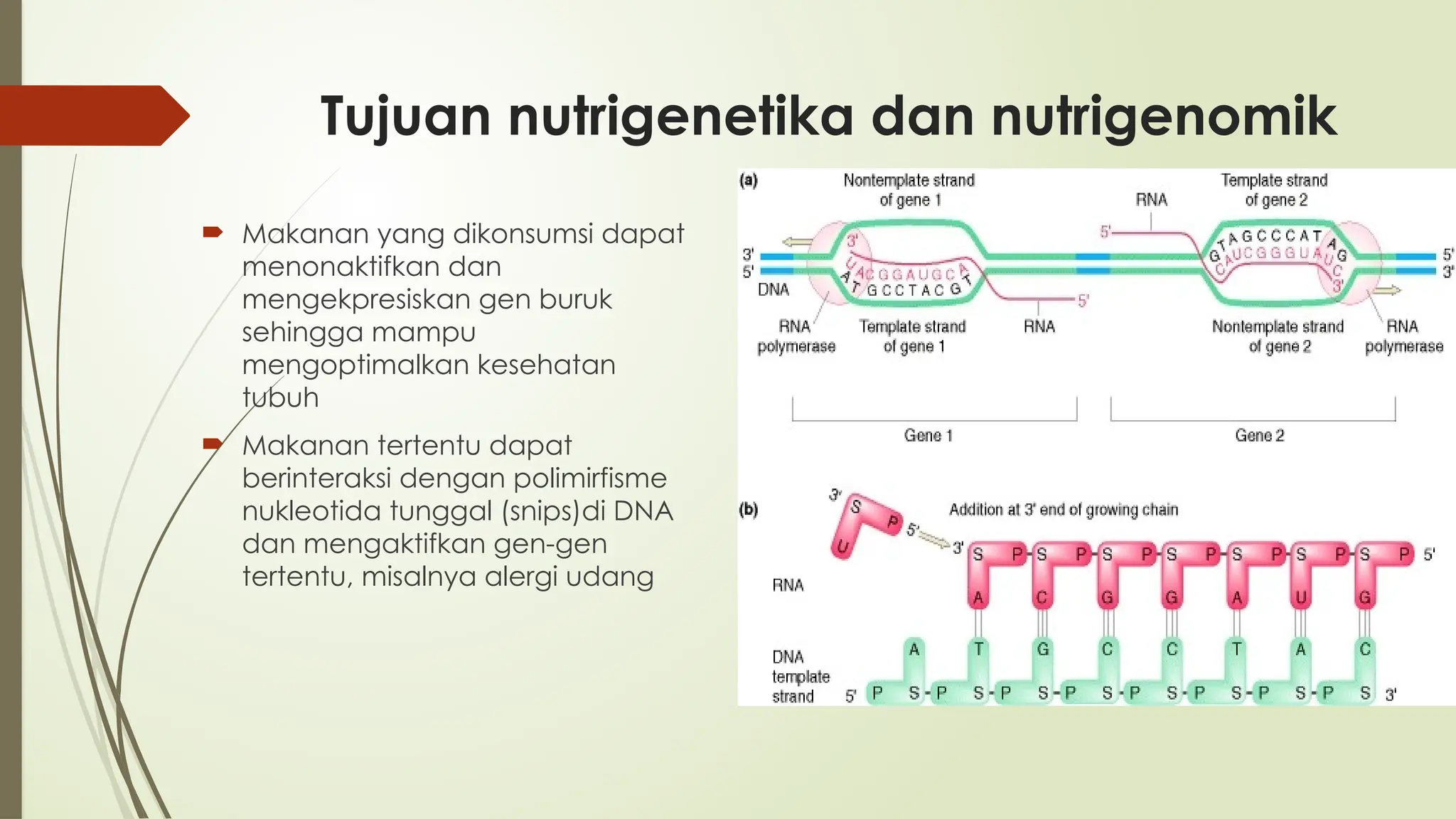 15.Nutrigenetika dan Nutrigenomika makhluk hidup | PPTX