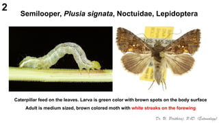 Pests of Gloriosa_Identification_Dr.UPR.pdf