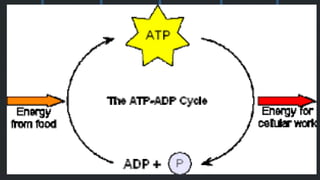 LECTURE AND DISCUSSION ATP-ADP-CYCLE-1.pptx