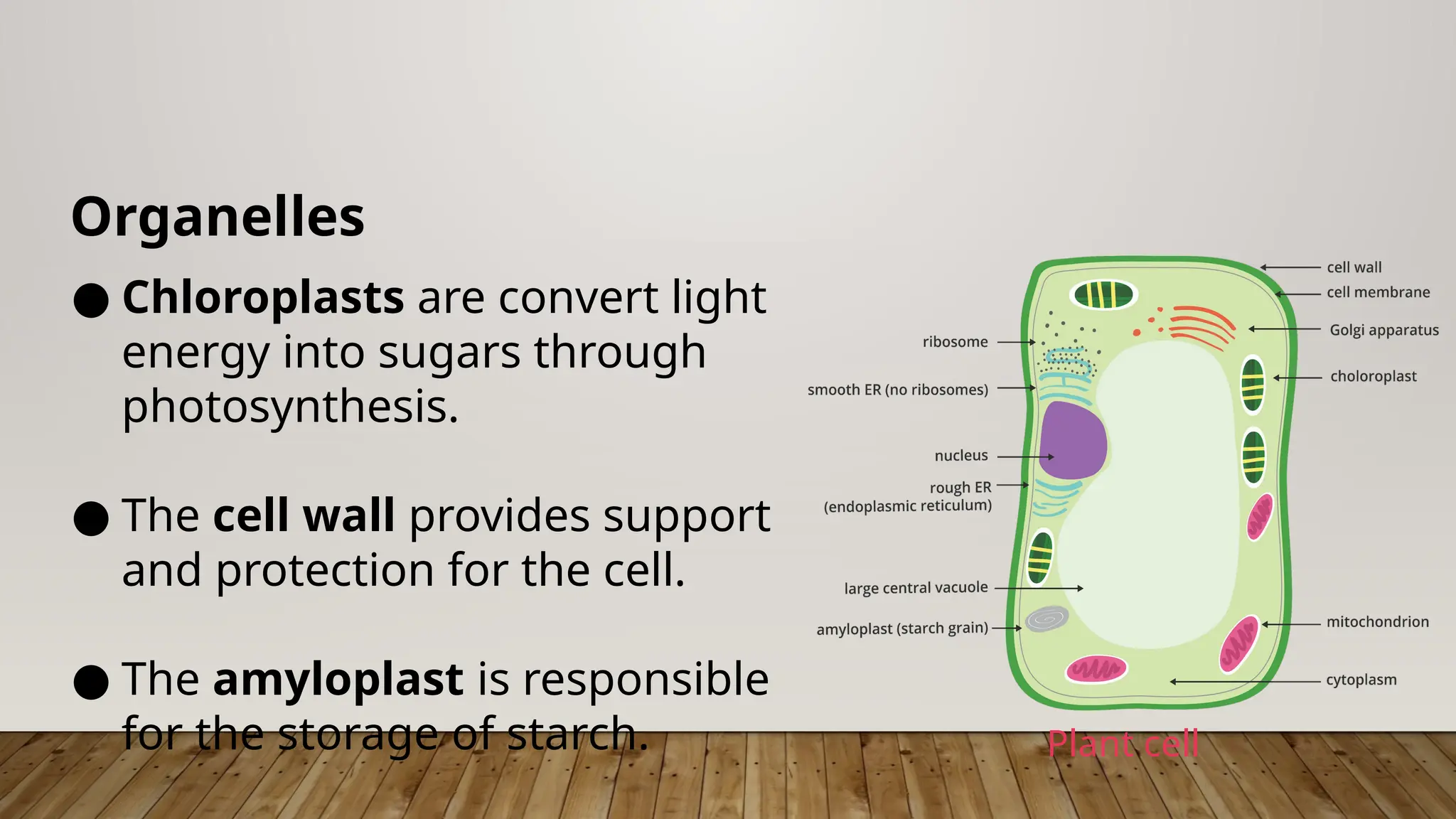 General science PowerPoint about bio.pptx