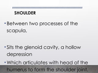 15. SHOULDER Anatomy.pptx u can easily learn | PPTX