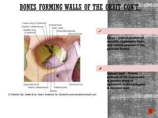 The eye(Orbit) anatomy.pptx................................... | PPTX