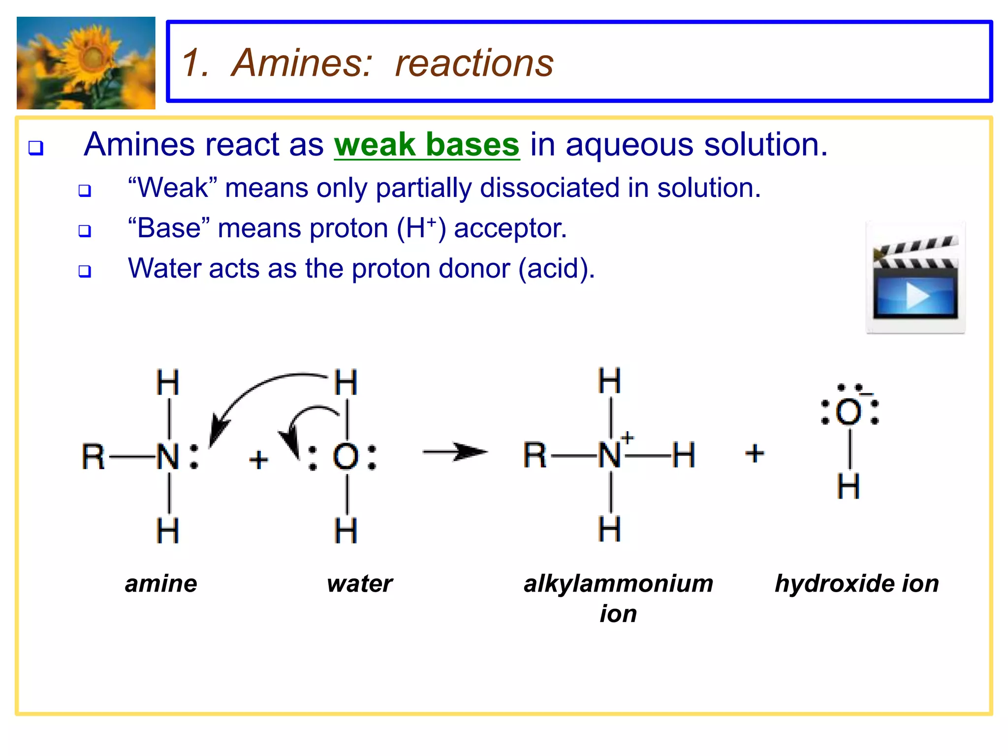 Amines and Amides | PPTX