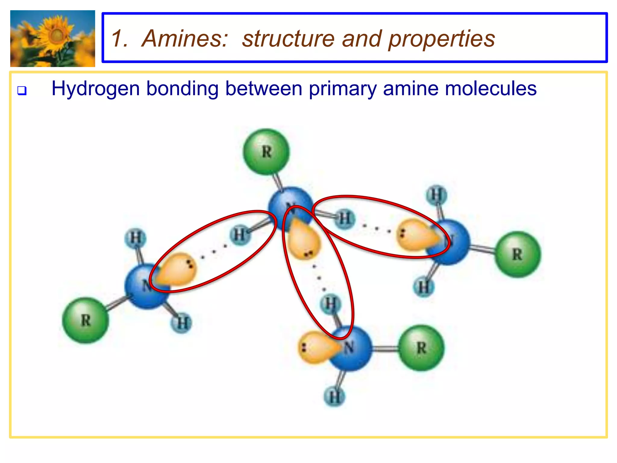 Amines and Amides | PPTX