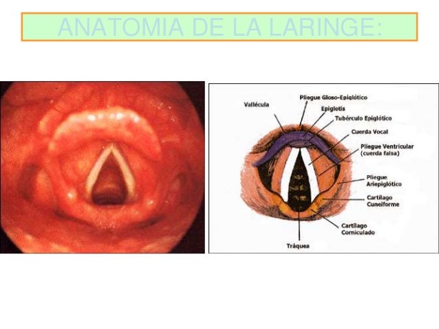 15. anatomia de la laringe