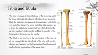 Anatomy of Backbones.ppt slide it is about | PPT