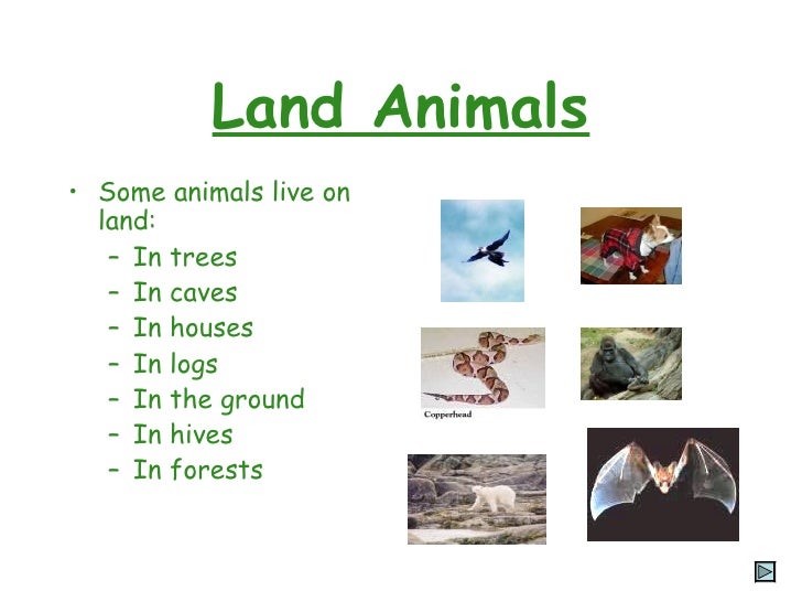 1 5 Animal Needs 1-5-animal-needs
