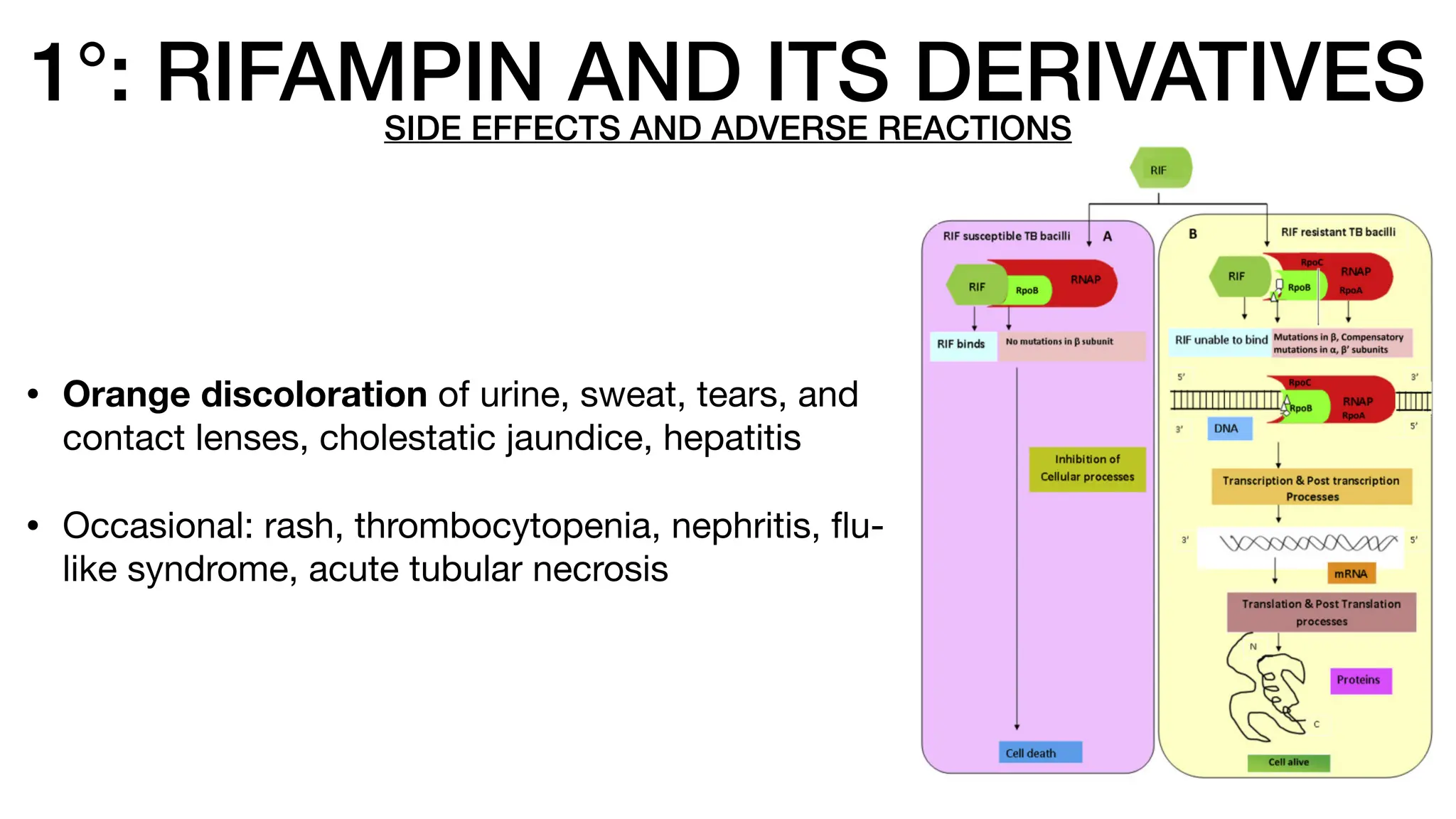 15 - Antimycobacterial Drugs - Drugs for Tuberculosis and Leprosy.pdf