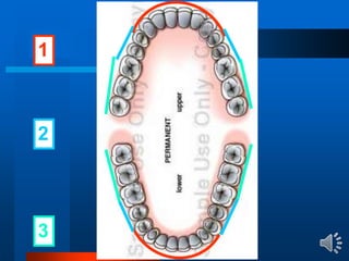 15 arrangements of teeth + curves of occ.audio | PPT