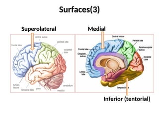 CEREBRUM seminar anatomy mbbs curriculum | PPT