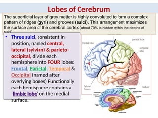 CEREBRUM seminar anatomy mbbs curriculum | PPT