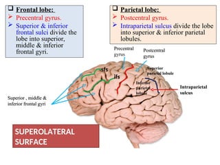 CEREBRUM seminar anatomy mbbs curriculum | PPT