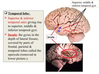 CEREBRUM seminar anatomy mbbs curriculum | PPT