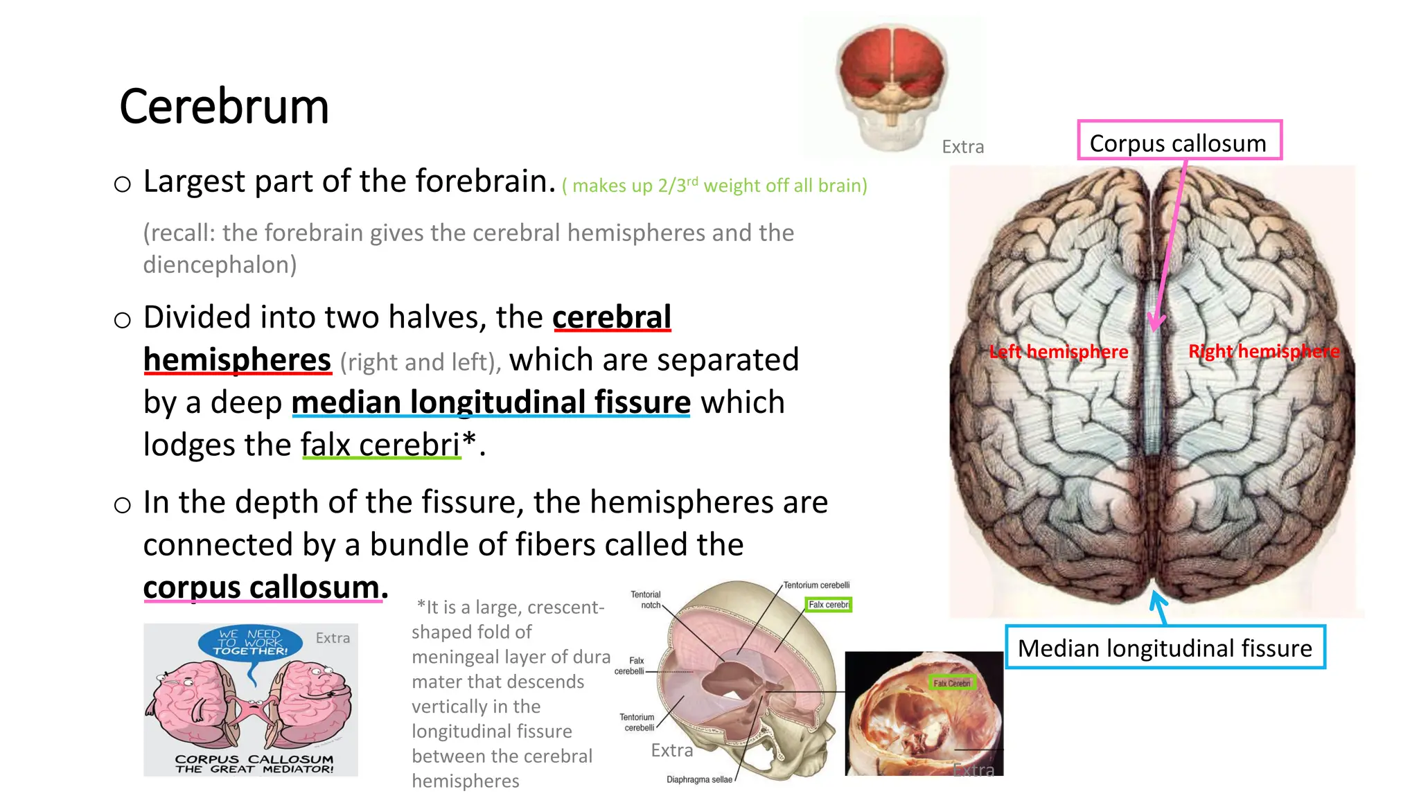 15- Cerebrum and Hemisphers (Edited).pdf