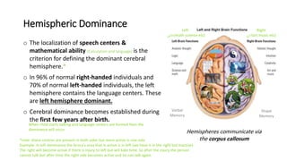 15- Cerebrum and Hemisphers (Edited).pdf